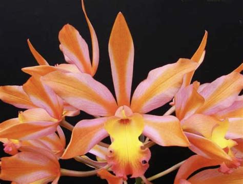 Cattlianthe Magic Bell New Trick Plantae Orchids And Rare Plants