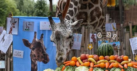 에버랜드 5월29일생 마루 공개…오늘 세계 기린의 날
