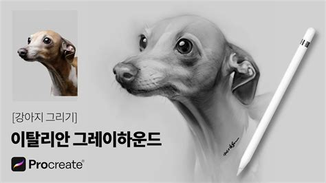강아지 그리기 이탈리안 그레이하운드 아이패드 프로크리에이트 그림 그리기 20240617 Youtube