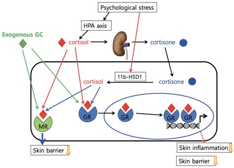 정신적인 스트레스에 의한 피부장벽기능 손상 기전