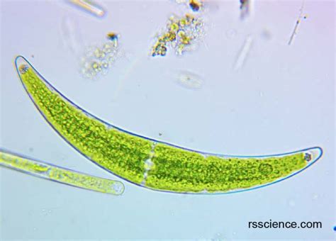 Microscopic Organisms In A Drop Of Pond Water