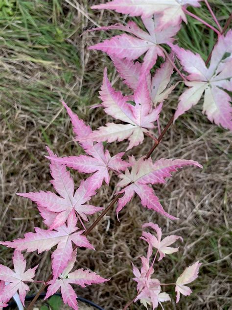 Acer Palmatum Karasu Gawa Poppins Plants