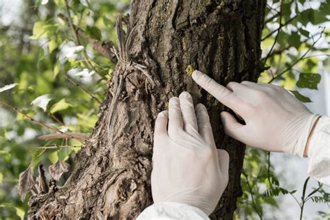 Importance Of Tree Inspection Identifying Signs Of Tree Health Issues