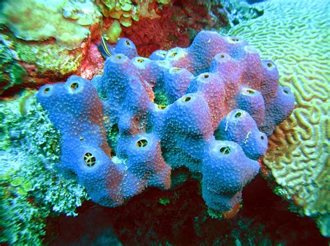 As Esponjas Desempenham Papéis Importantes Em Muitos Habitats Marinhos