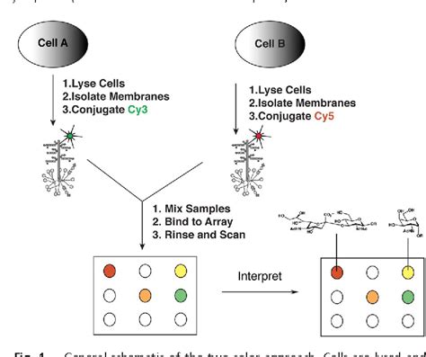 Figure 1 From A Ratiometric Lectin Microarray Approach To Analysis Of
