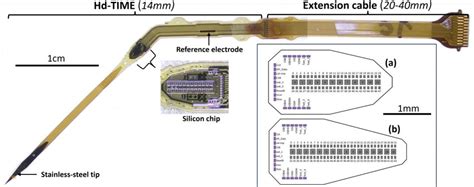 figure 2 from using compound neural action potentials for functional