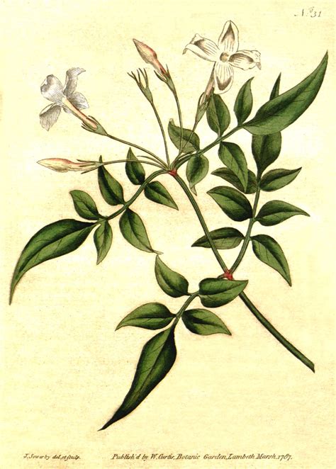 Jasminum Officinale Systematics Etymology Habitat Cultivation