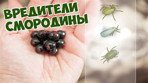 Вредители смородины🕷️ Уход за смородиной🍇 Хитсад ТВ - YouTube