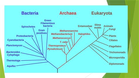 Classification Of Microorganisms By Spoorthi S Sadarpptx