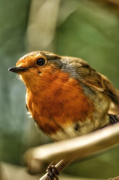 Premium Photo Robin Close Up