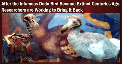 After The Infamous Dodo Bird Became Extinct Centuries Ago Researchers