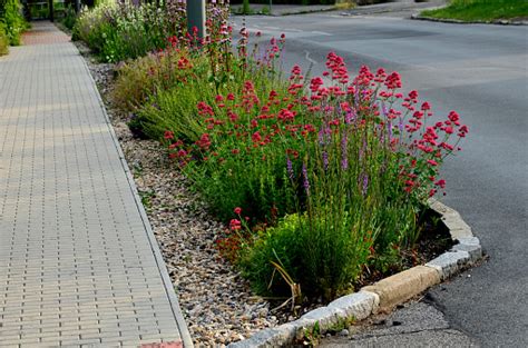 봄에는 봄부터 가을까지 길어지고 매력적으로 보이는 반짝이는 짙은 녹색 하트 모양의 잎을 만들어냅니다 6월부터 7월까지는 보라색 꽃과 모양처럼 피어납니다 개화기에 대한 스톡