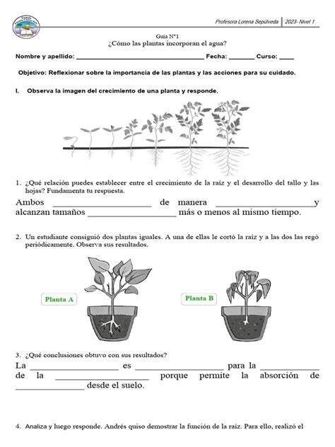 Guía N°1 Cómo Las Plantas Incorporan El Agua Nivel 1 Descargar Gratis Pdf Plantas Agua