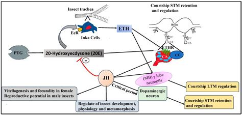Insects Mdpi On Linkedin Insects Ecdysis Hormone Signaling
