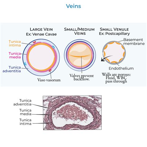 Histology Glossary Vein Histology Ditki Medical And Biological Sciences