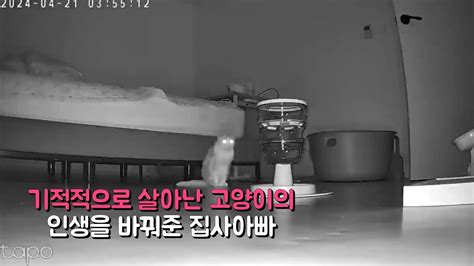 기적적으로 살아난 고양이의 인생을 바꿔준 집사아빠 Youtube