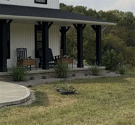 Pringles Dwarf Podocarpus Shrubs For Sale