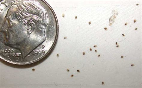 Mite Bites On Humans