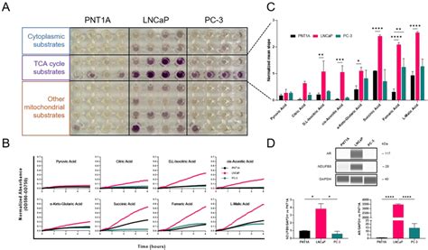 Mitochondrial Activity In PCa A Mitoplate Assay Representative
