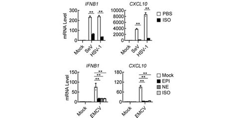 Isoprenaline Hydrochloride Isoproterenol Hydrochloride β Adrenoceptor Agonist Medchemexpress