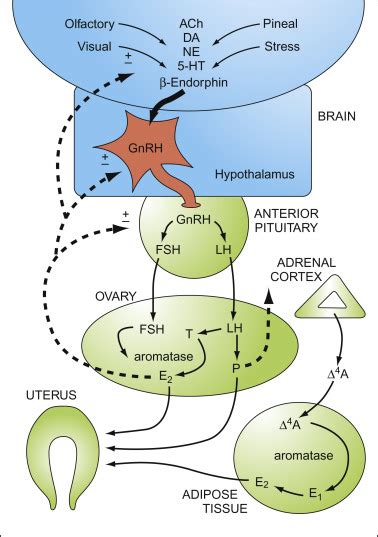Sex Hormone Pituitary Parathyroid And Adrenal Disorders And The