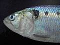 Alosa Fallax Wikimedia Commons