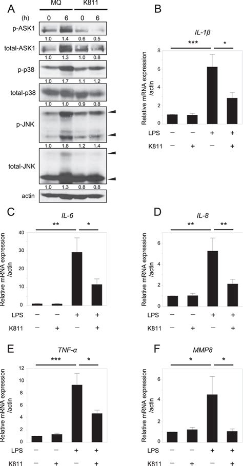 Suppression Of Ask1 Activity By Ask1 Inhibitor Reduces Lps Induced Download Scientific Diagram