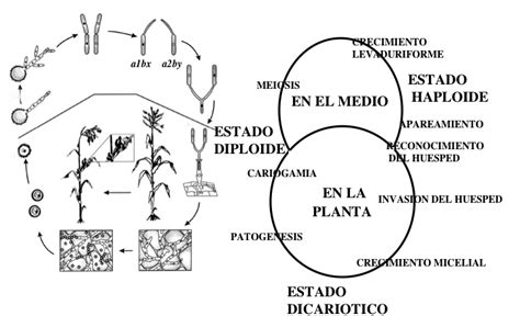 Representación Esquemática Del Ciclo De Vida De Ustilago Maydis Download Scientific Diagram