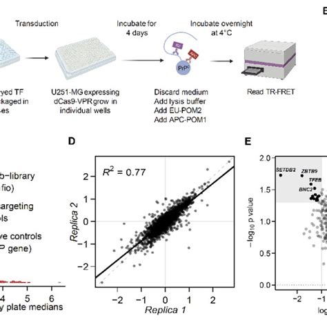 Identifying Transcription Factors Tfs Regulating Prp C Expression Download Scientific Diagram