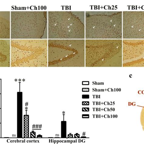 Results Of Apoptosis By Tunel Staining In Both Cerebral Cortex Cc And Download Scientific