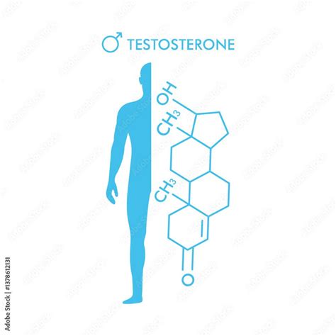 Testosterone Molecular Formula With Blue Man Silhouette Stock Vector Adobe Stock