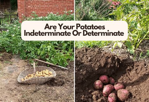 Determinate Vs Indeterminate Potatoes Whats The Difference