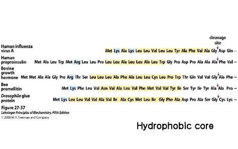 The Signal Hypothesis Unlocking The Postal Code And Address Of Proteins The Qrius Rhino
