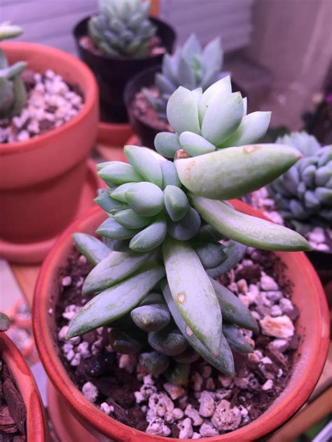 Sedeveria Peridot Passion Progress Rsucculents