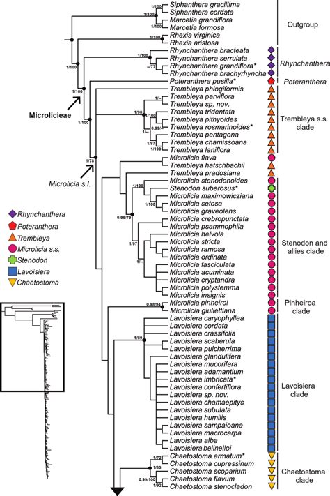 Majority Consensus Tree From Bayesian Inference Analysis Of Nuclear And