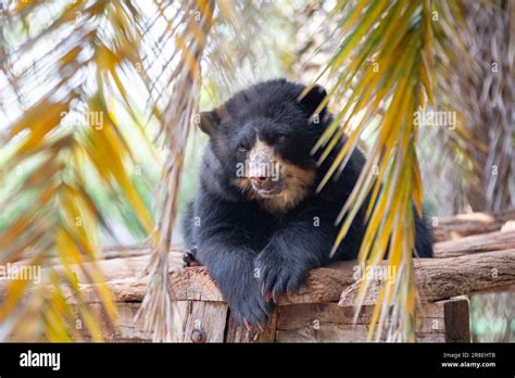 Spectacled Bear Or Andean Bears Are A Subspecies That Lives In South