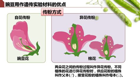 1 1 孟德尔的豌豆杂交实验 一 （第1课时）（共33张ppt）高一生物（人教版2019必修2） 21世纪教育网
