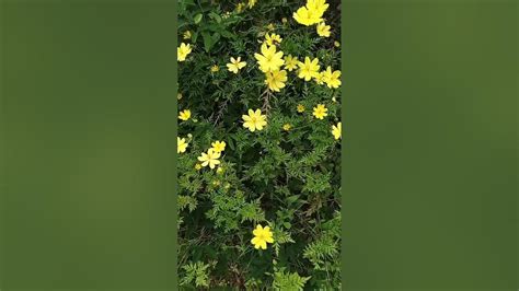 නිතර සිත පිරිසිඳු කරන විට මේ මල් වගේ ඔබේ සිත පිබිදේවි සැනසේවි Flowerworld Nature Advice 🥰🥰🥰