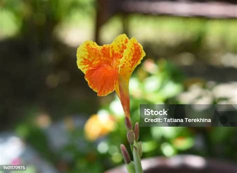 Bunga Canna Indica Tumbuh Di Vietnam Foto Stok Unduh Gambar Sekarang