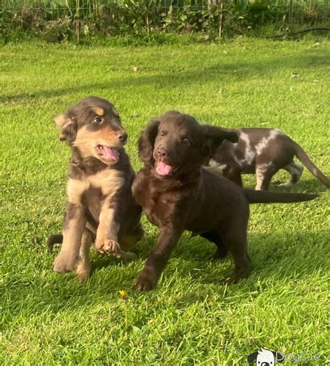 Gorgeous Cocker Spaniel X Border Collie Puppies In Laois