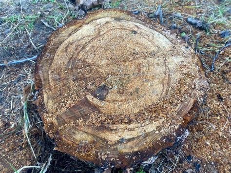 Tree Stump In Sawdust Cut Tree Stock Image Image Of Chopped Rings
