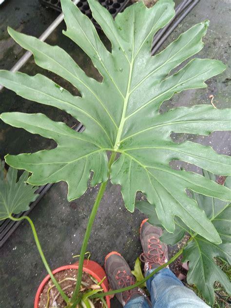 Philodendron Selloum Seeds