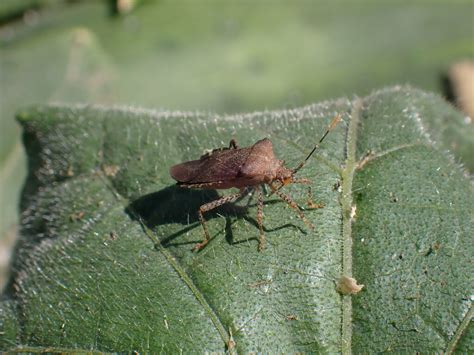 Squash Bug Host Range At Mikayla Skene Blog