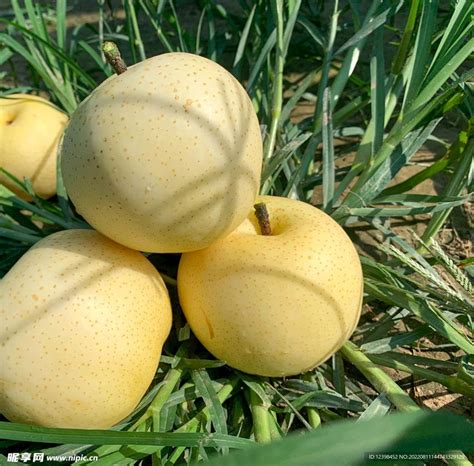 雪梨摄影图水果生物世界摄影图库昵图网
