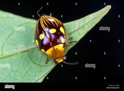 Schabe Bild Aufgenommen Am Kampung Skudup Sarawak Malaysia