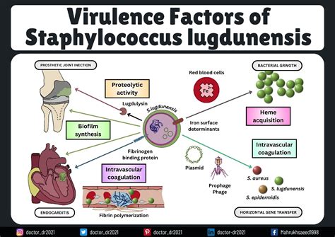 Best 13 Comprehensive Guide To Staphylococcus Lugdunensis Biology