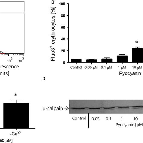 Effect Of Pseudomonas Aeruginosa Pyocyanin On Erythrocyte Download