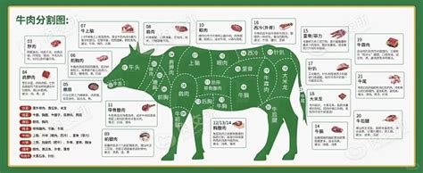 进口牛肉分割图 花瓣网