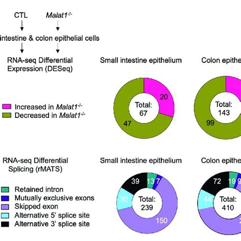 Malat1 Regulates Select Intestine Epithelial Cell Rna Abundance And