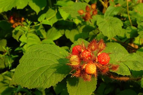 Wild Raspberry Plants